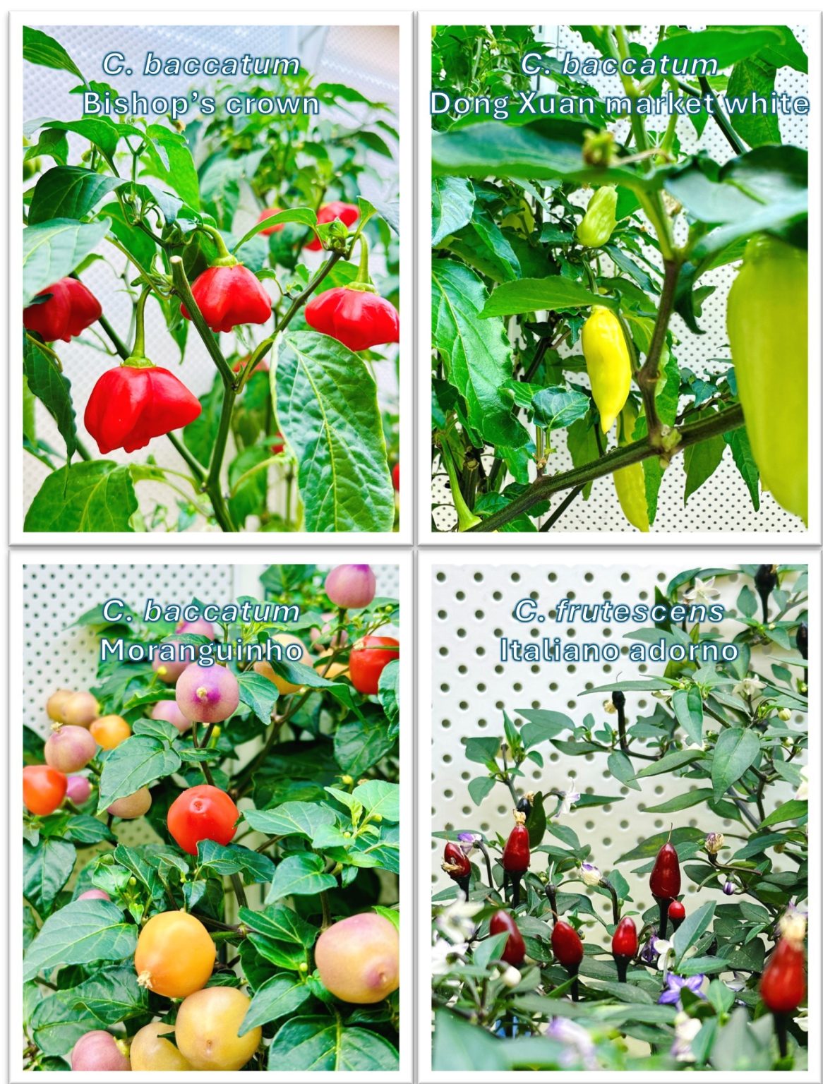 Androgenesis in Capsicum baccatum and frutescens peppers: the ultimate ...